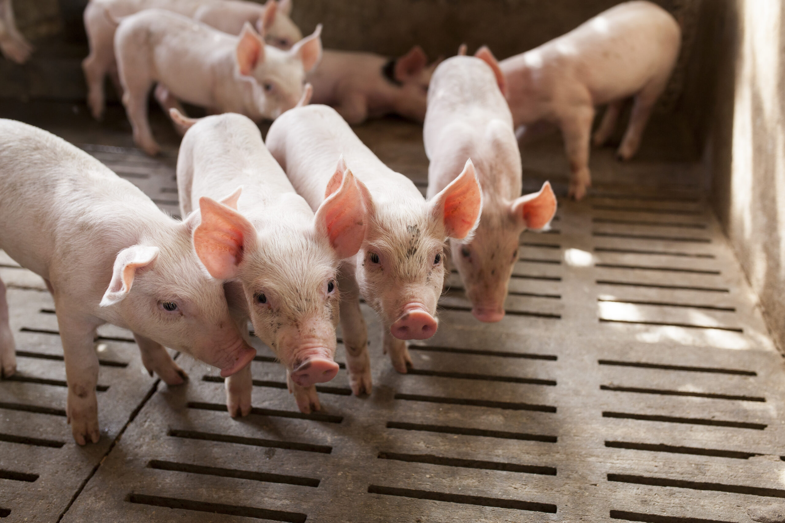 Rearing pigs without antibiotics - EW Nutrition