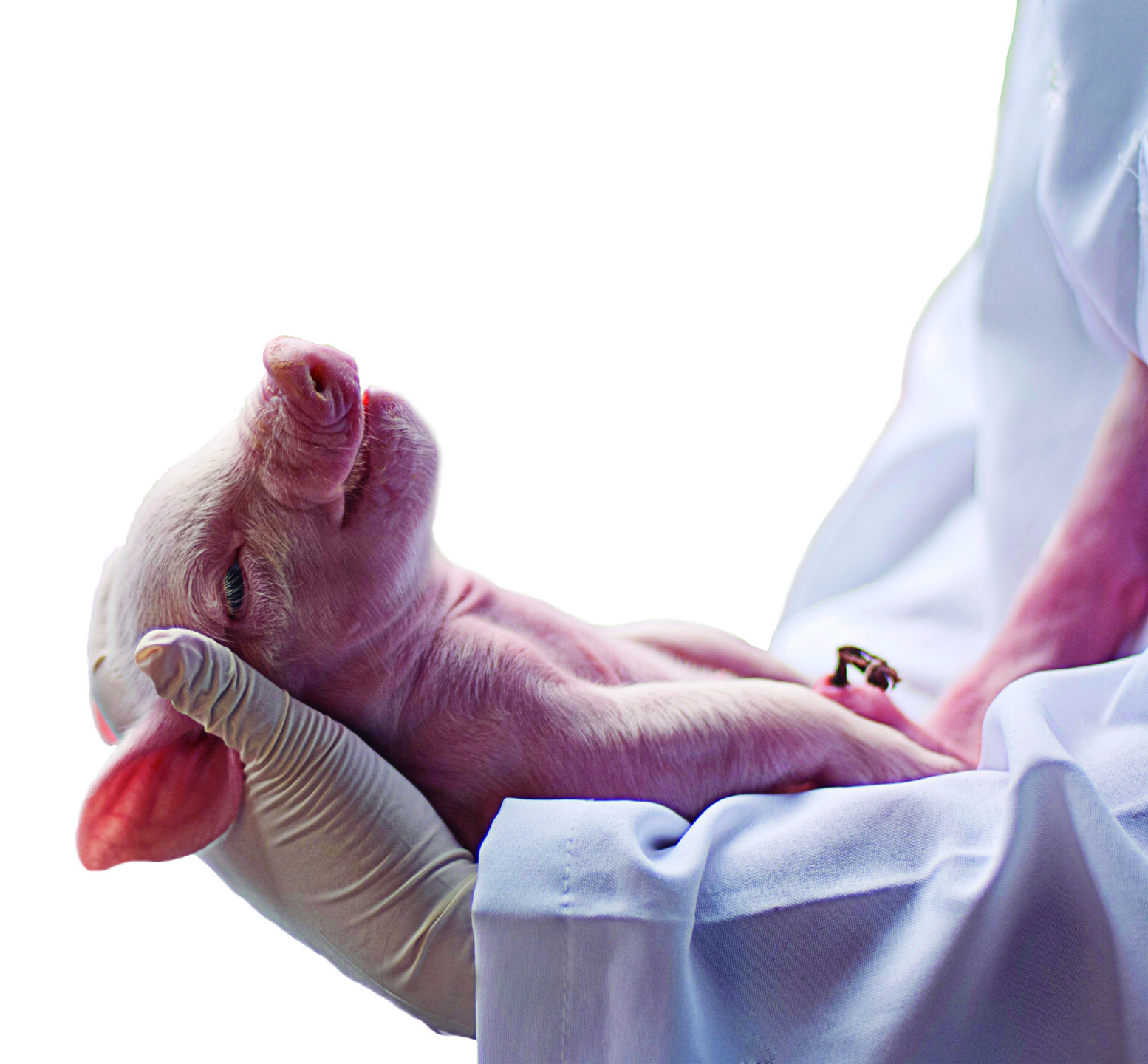 Immunoglobulins – Novel solutions for swine health - EW Nutrition