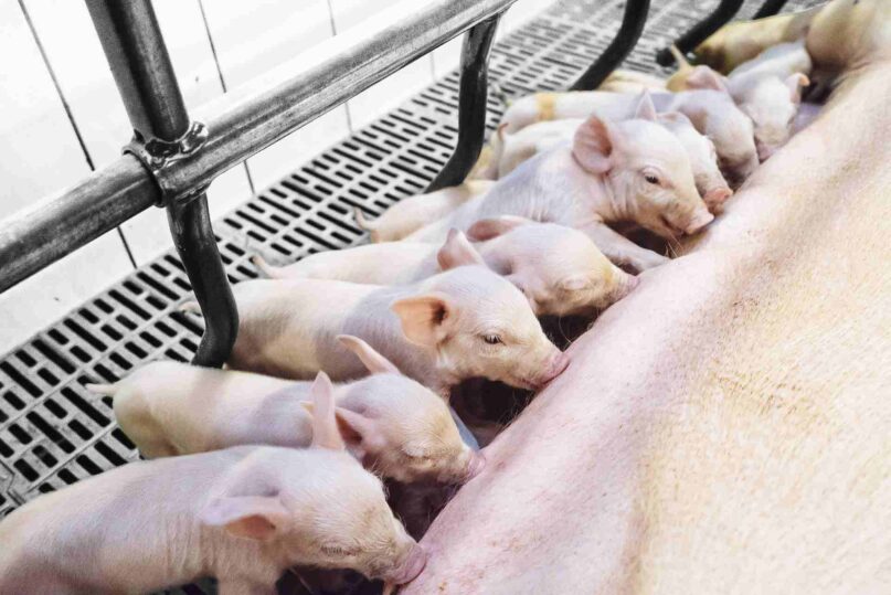 Pig gut health Archives - EW Nutrition