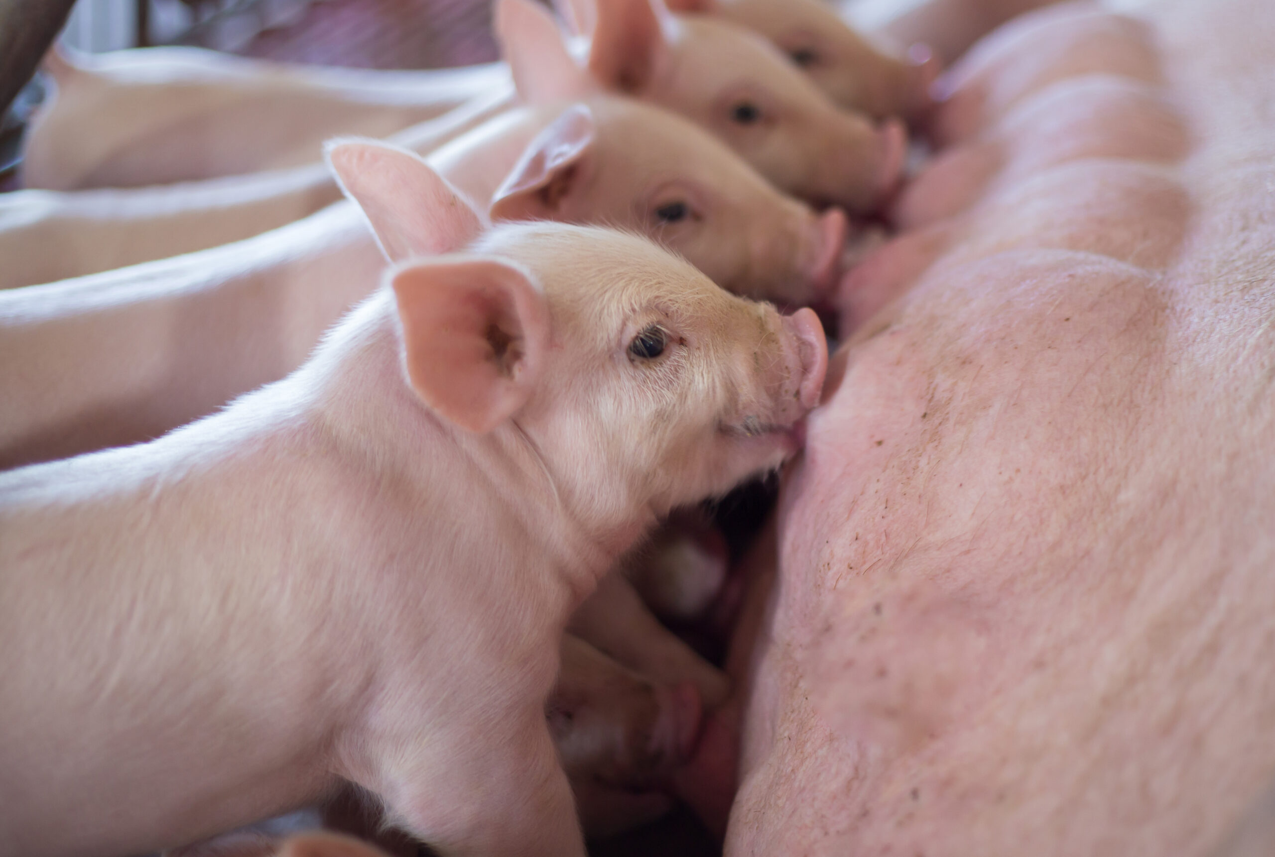 Dietary interventions for resilient poultry gut health in the AMR era ...