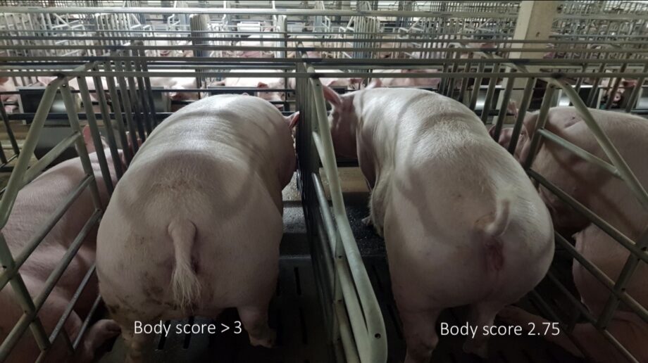 Rearing pigs without antibiotics - EW Nutrition