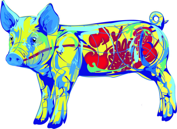 Mind immunity gap: egg immunoglobulins bolster piglets’ immune system