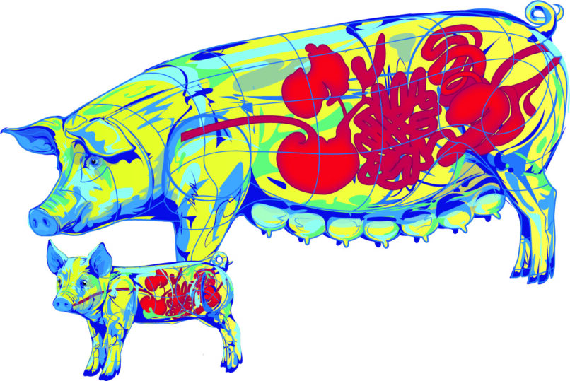 Acidifiers – a smart way to support piglets after weaning - EW Nutrition